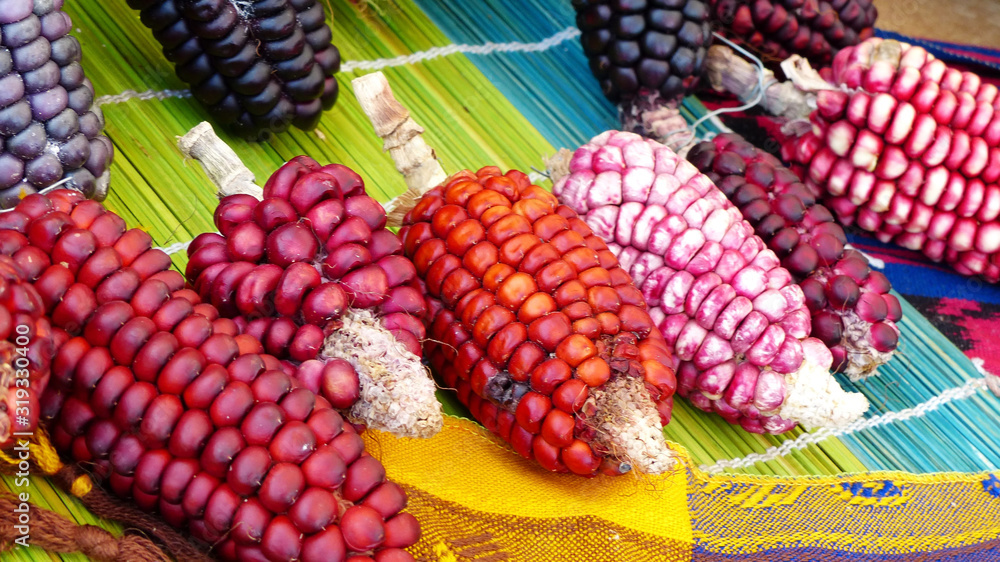 Variety of colorful cubs of corn: Indian corn, purple corn, sweet corn ...
