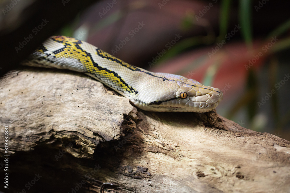 macro close up of captive python (Malayopython reticulatus) snake's ...