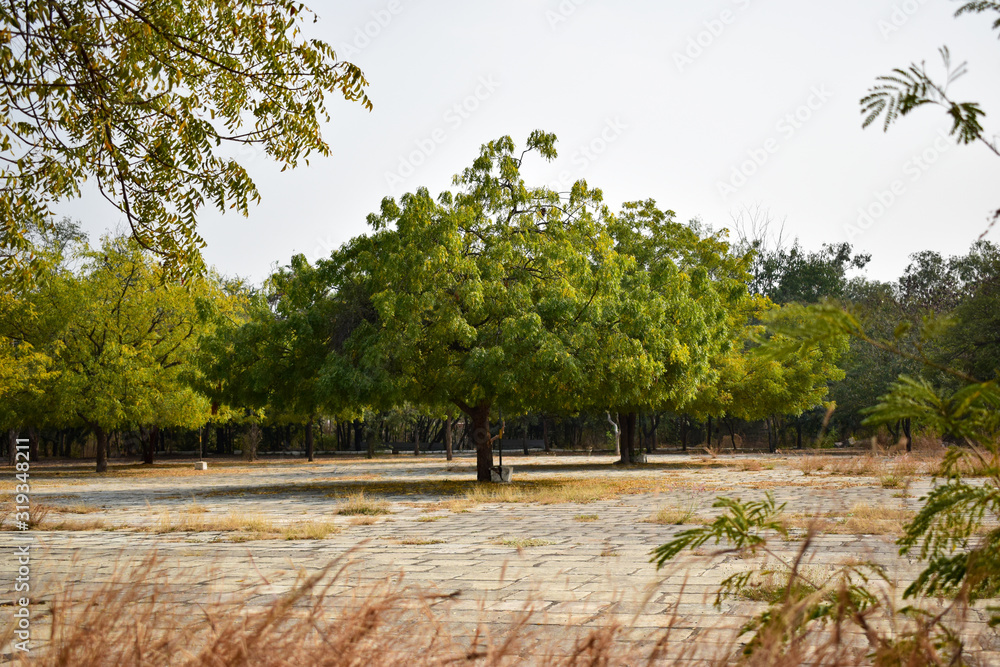 Neem Tree/neem plant Background Image Stock Photo | Adobe Stock