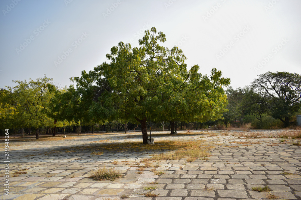 Neem Tree/neem plant Background Image Stock Photo | Adobe Stock