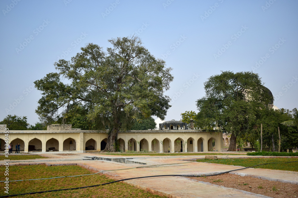 Neem Tree/neem plant Background Image Stock Photo | Adobe Stock