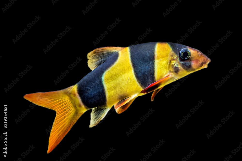 Clown loach or tiger botia fish (Chromobotia macracanthus) on black ...