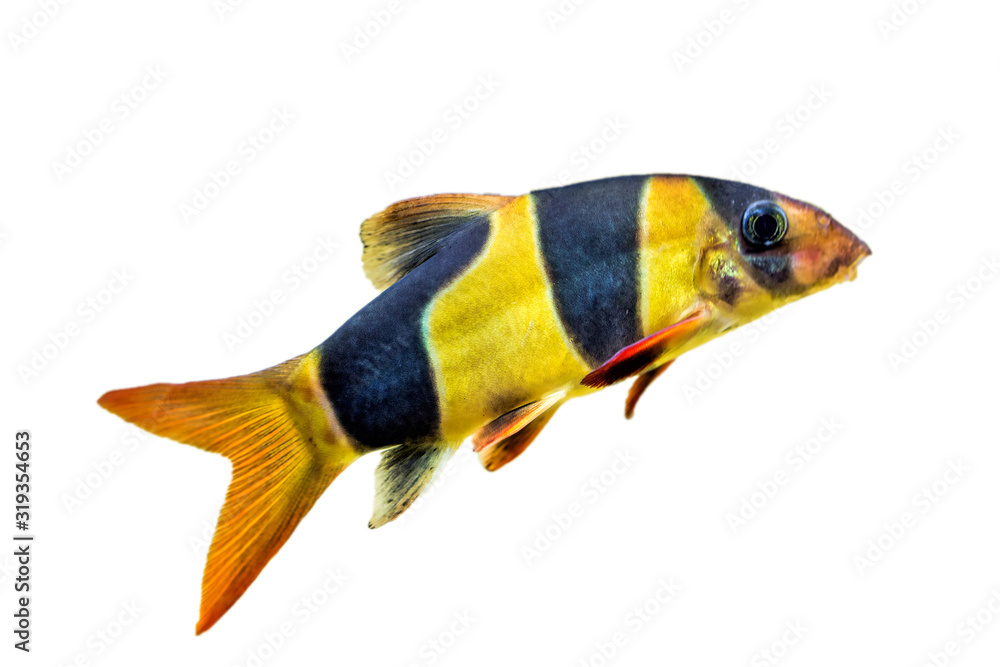 Clown loach or tiger botia fish (Chromobotia macracanthus) on white ...
