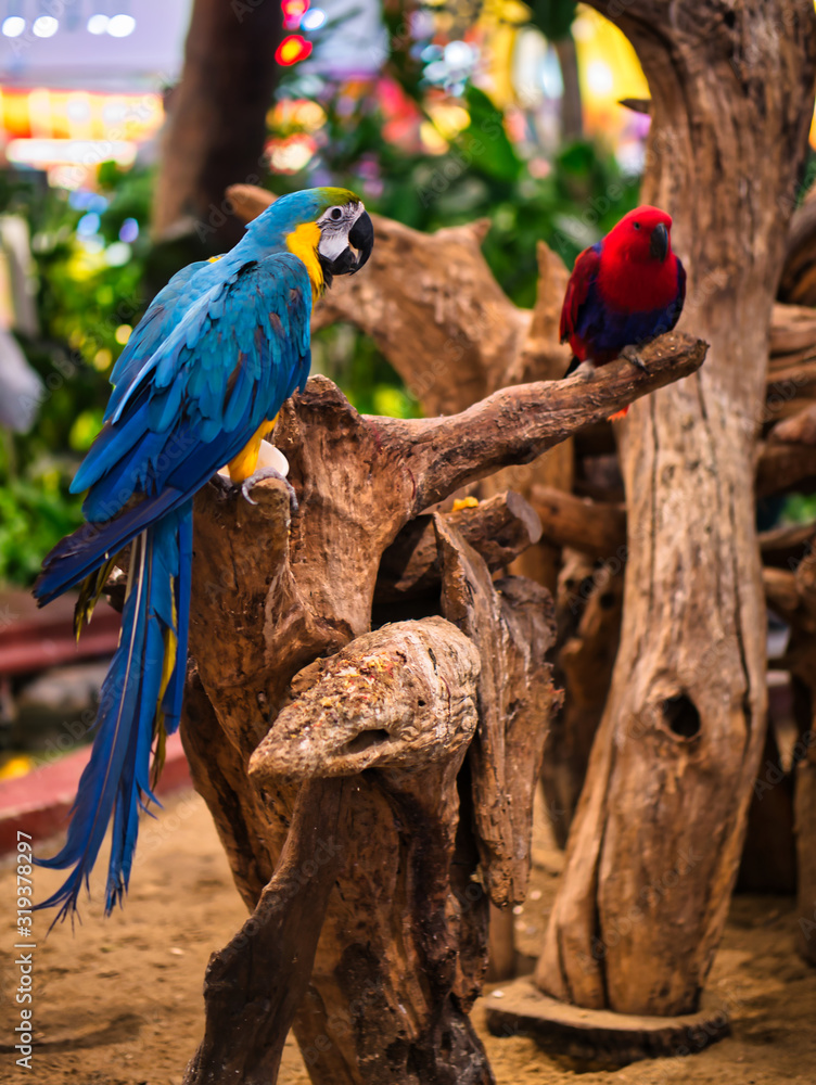 Take photos of the colorful macaw parrots with the bird care staff at ...