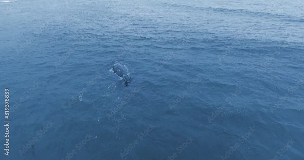 Drone footage of a gray whale splashing on the surface of the ocean ...