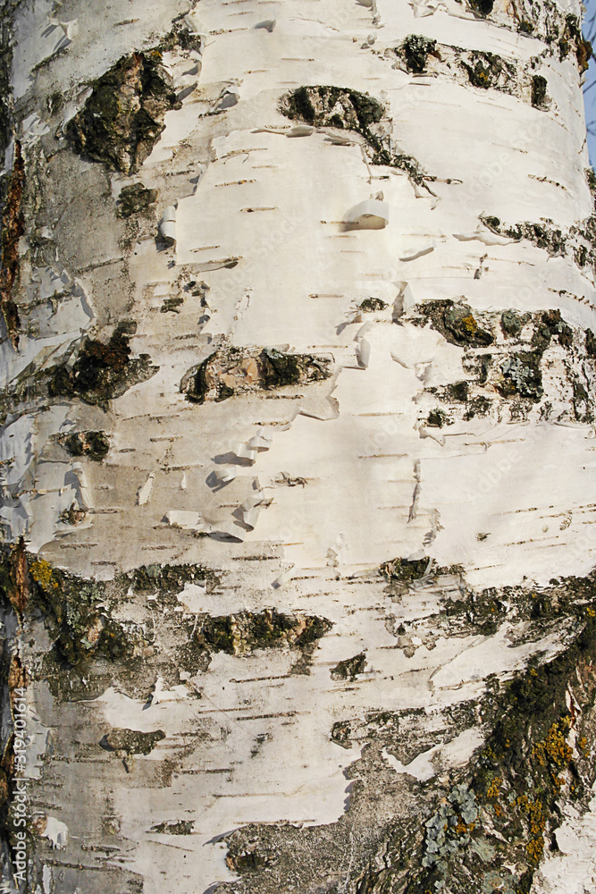 The bark of an old clumsy birch, a fancy drawing of a tree bark ...