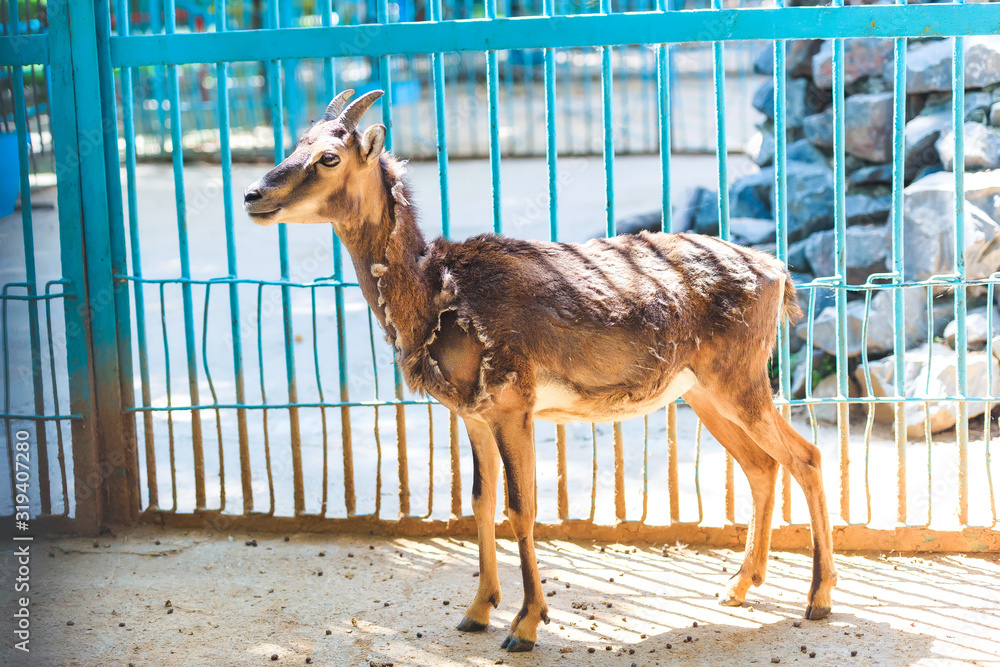 Female mountain goat. Molting a wild mountain goat in a zoo. Updating ...