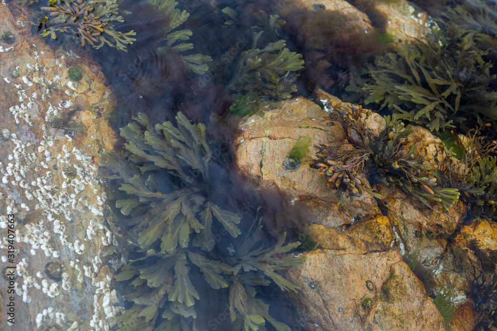 Meeresalgen unter der Wasseroberfläche, Südküste Norwegen Stock Photo ...