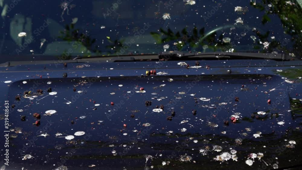 Loads of bird poop on top of the car. Dark hood of the car and front ...