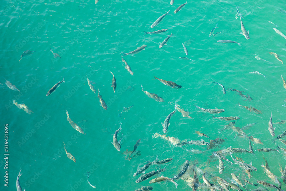 Shoal of fish in seawater, many sea fishes top view, free in the sea ...