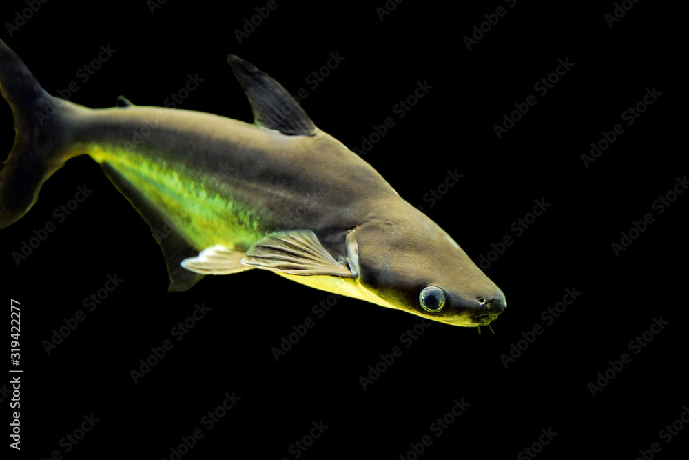 Pangasius predatory fish in natural habitat (Pangasianodon ...