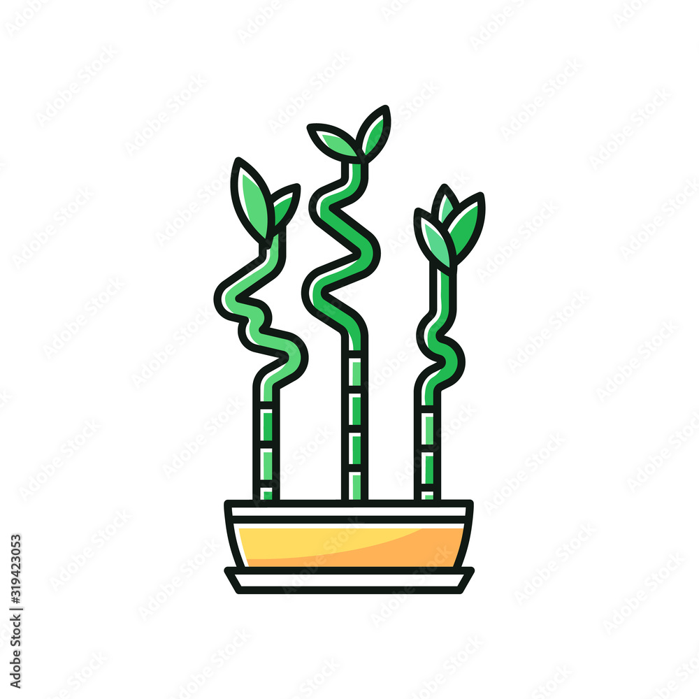 Lucky bamboo stems in pot RGB color icon. Dracaena sanderiana. Indoor ...