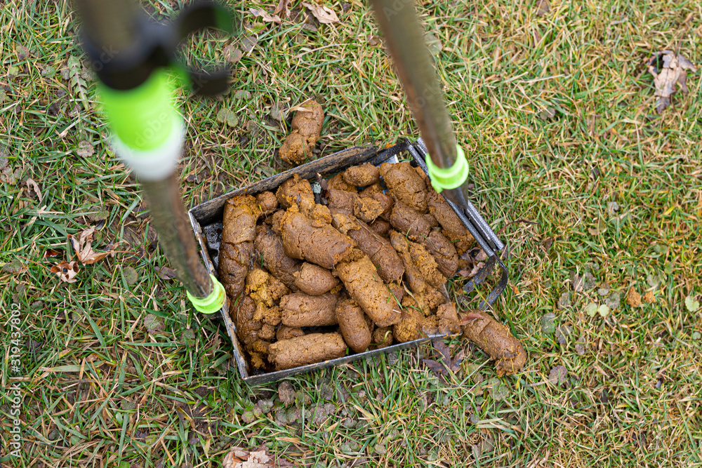 poop scooper is full of dog poop from your yard and is ready to dump ...