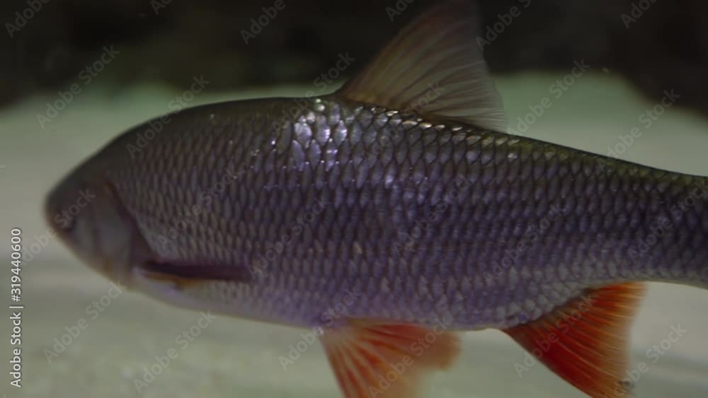 Chub fish - squalius cephalus. Underwater shot of mature chub fish ...