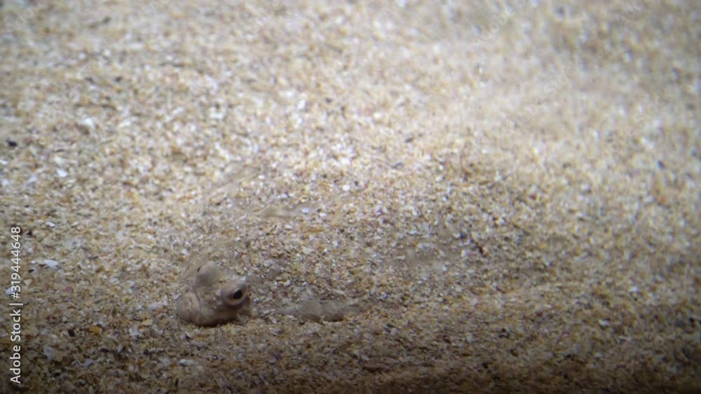 Flatfish - Pleuronectidae. Flat fish laying under the sand on the sea ...