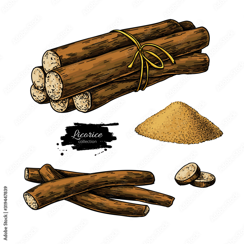 Licorice root bunch. Vector drawing. Botanical illustration. Herbal ...