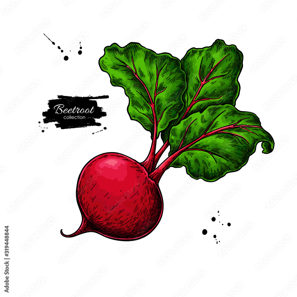 Beetroot vector drawing. Isolated hand drawn object. Vegetable ...