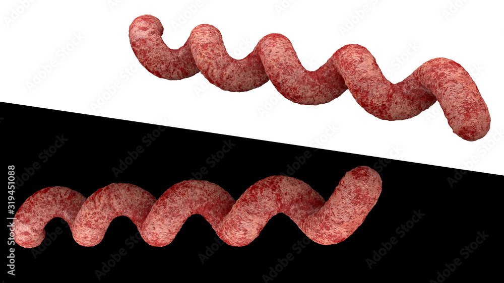 Treponema pallidum bacteria causing syphilis isolated on white and ...