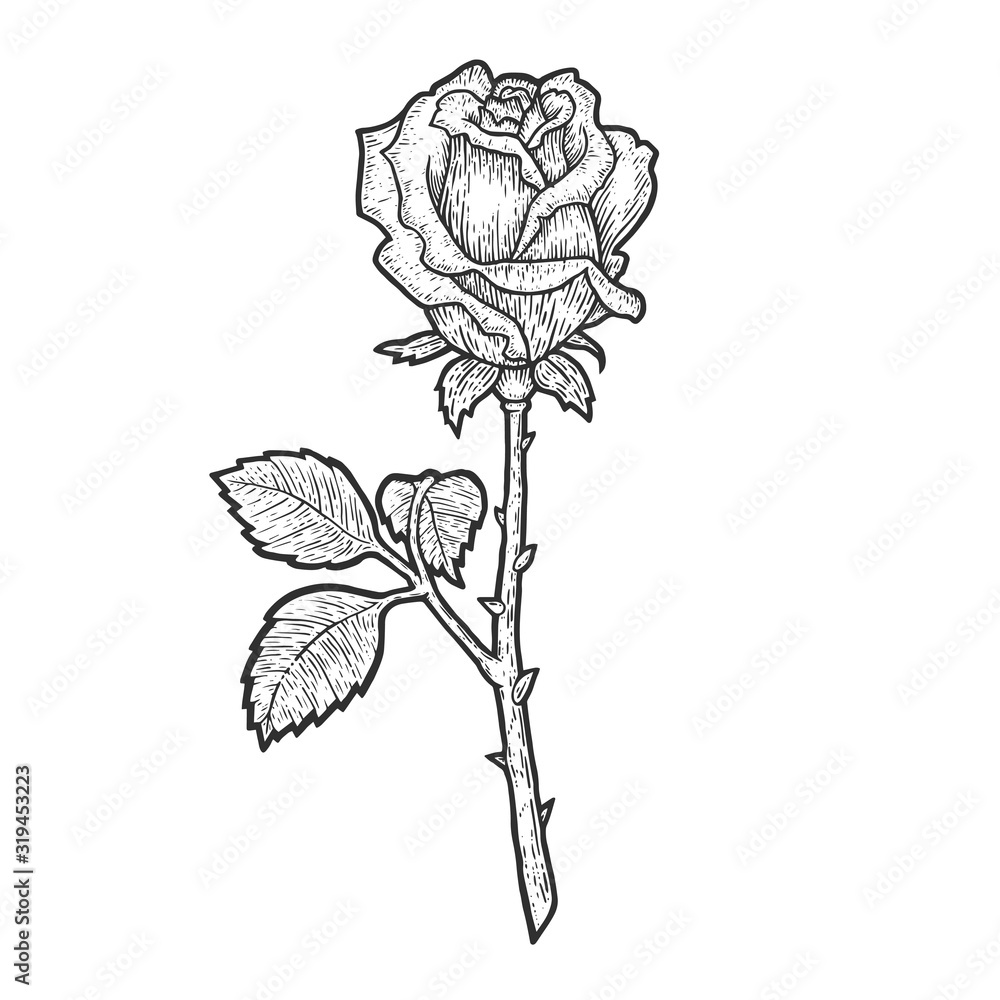 Scratchboard Art Rose