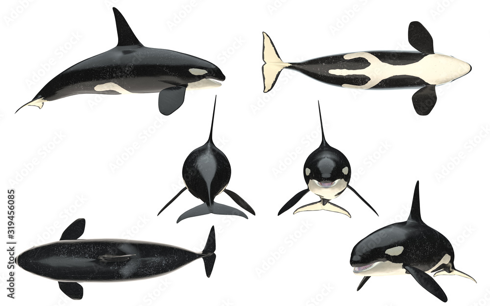 Multiple angle views of orca kiler whale with 6 different view isolated ...