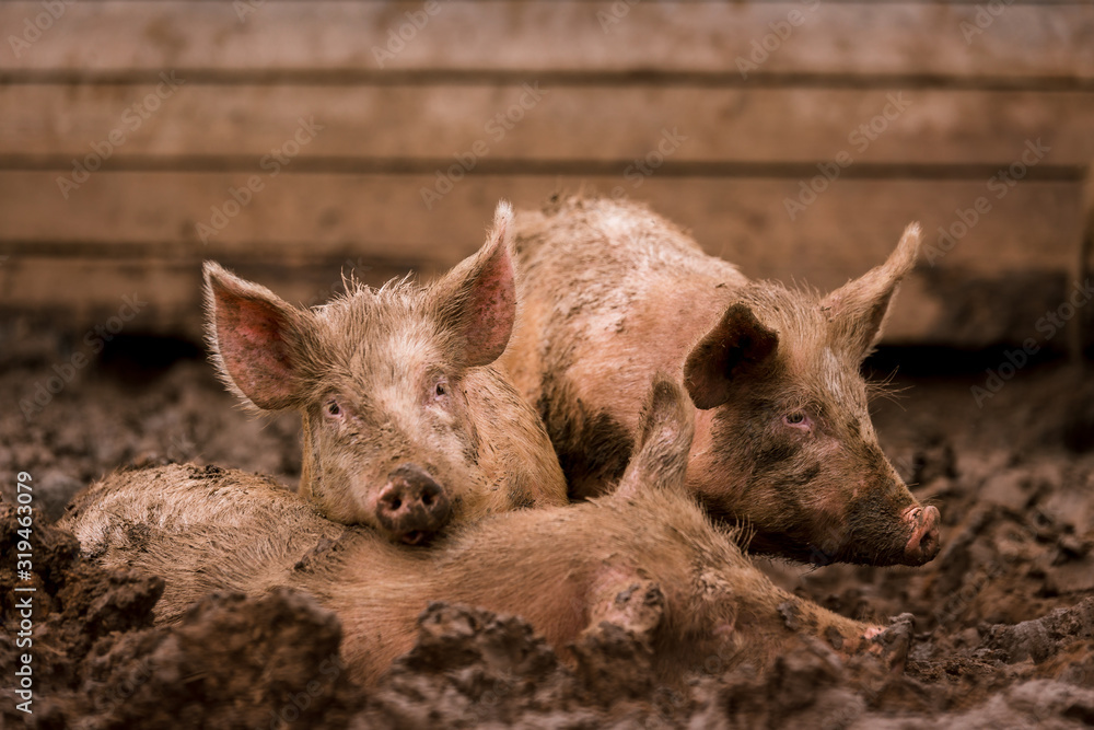 African swine fever virus, ASFV. Two pigs in the mud next to a sick pig ...