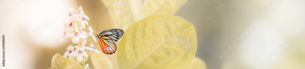 Nature of butterfly and flower in garden using as background ...