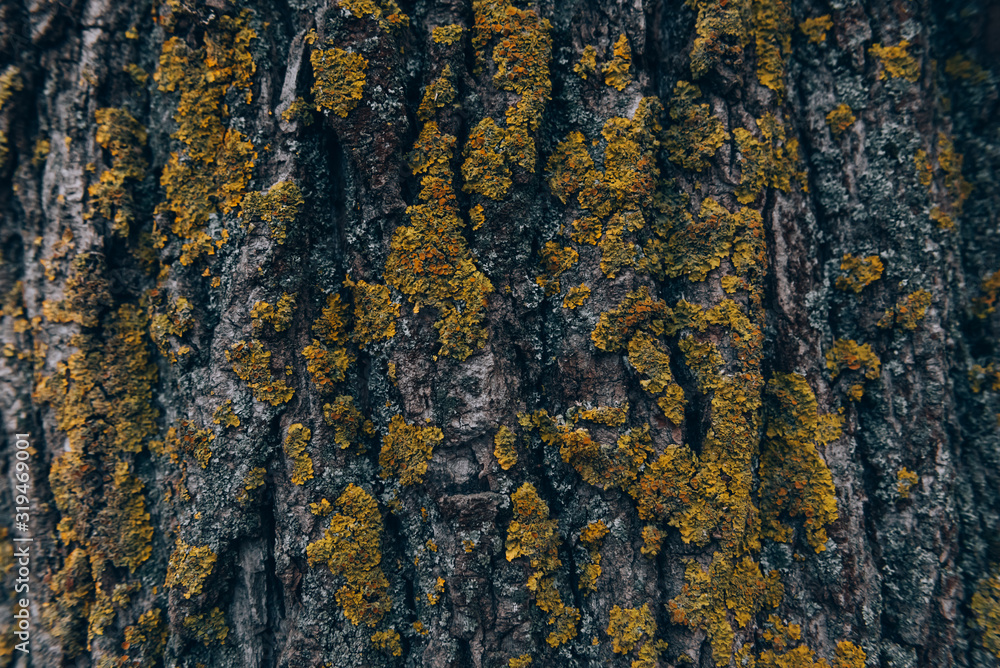 bark texture Stock Photo | Adobe Stock