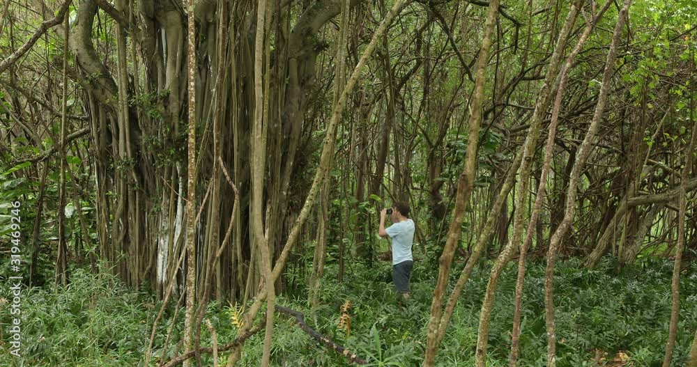 Vidéo Stock Man taking photos of banyan tree in Oahu forest, Hawaii ...