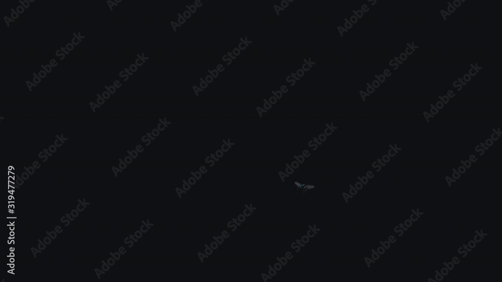 House Fly flying on screen. Realistic 3D model animation loop isolated ...