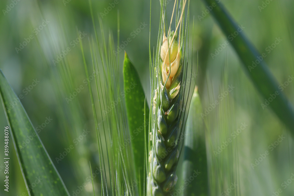 Fusarium head blight (FHB) also called Fusarium ear blight (FEB)- a ...