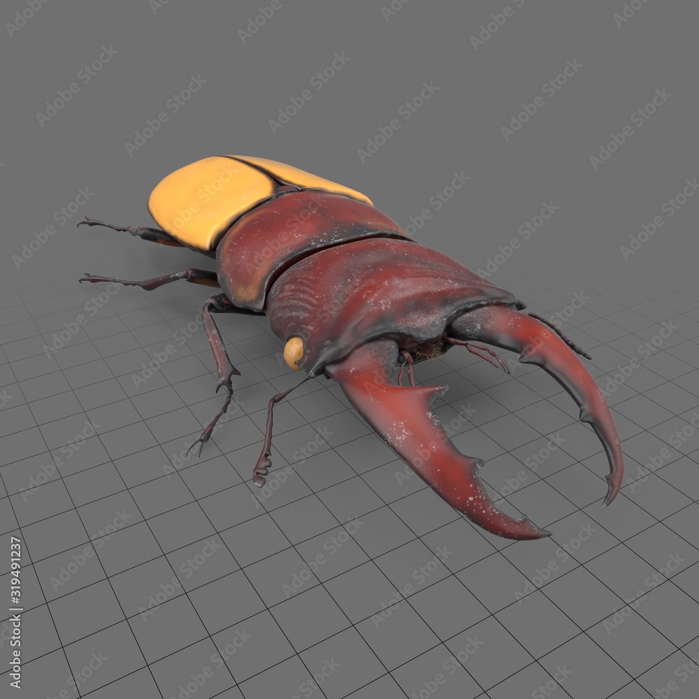 Cyclommatinus bicolor Stock 3D asset | Adobe Stock