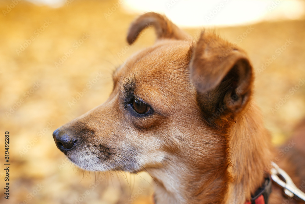 Portrait of cute little scared dog walking next to volunteer in autumn ...