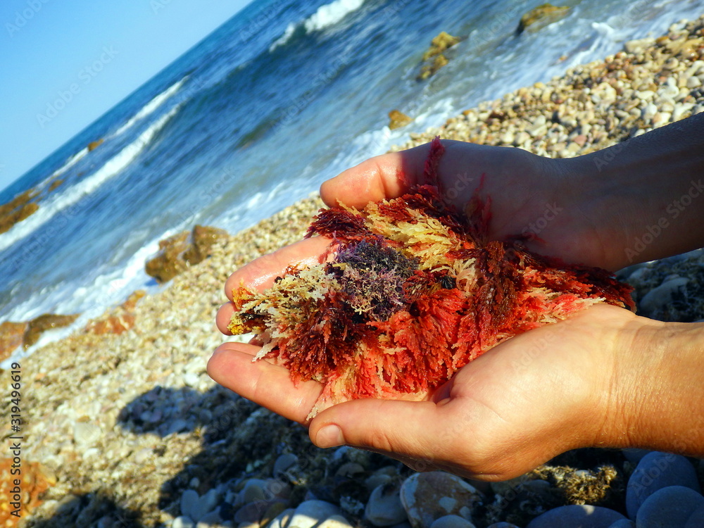 Ocean Red Algae