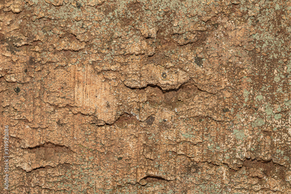 Tree texture, textura, árvore - textura de arvore. Abstract photography ...