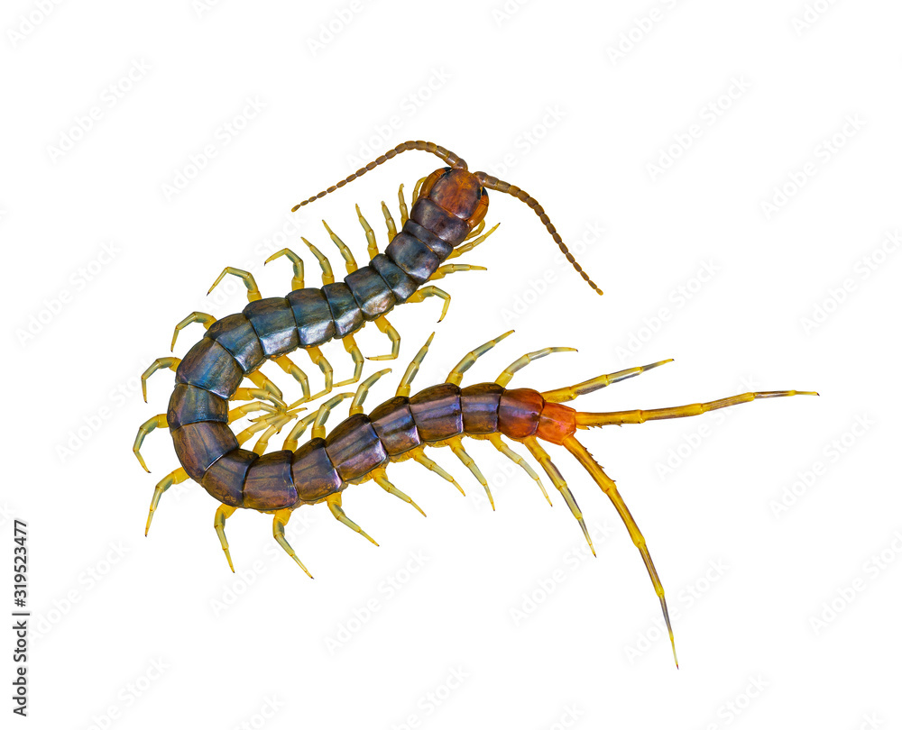 The top view of Centipede isolated on white background and clipping ...