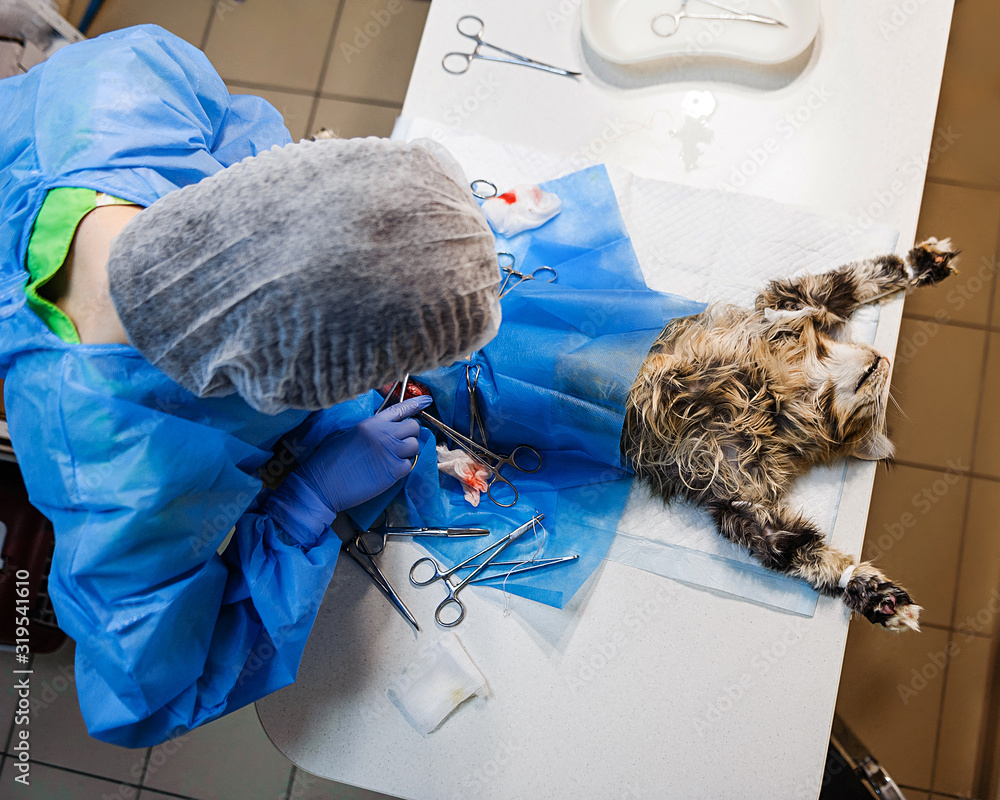 Surgery to remove a uterine tumor in a cat. Surgery in veterinary ...