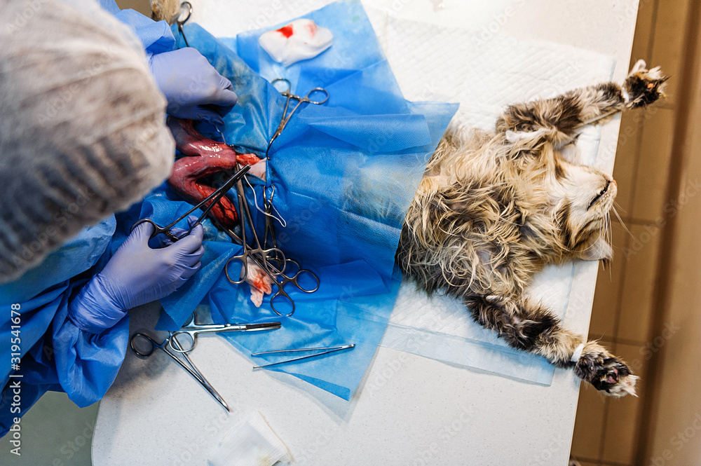 Surgery to remove a uterine tumor in a cat. Surgery in veterinary ...