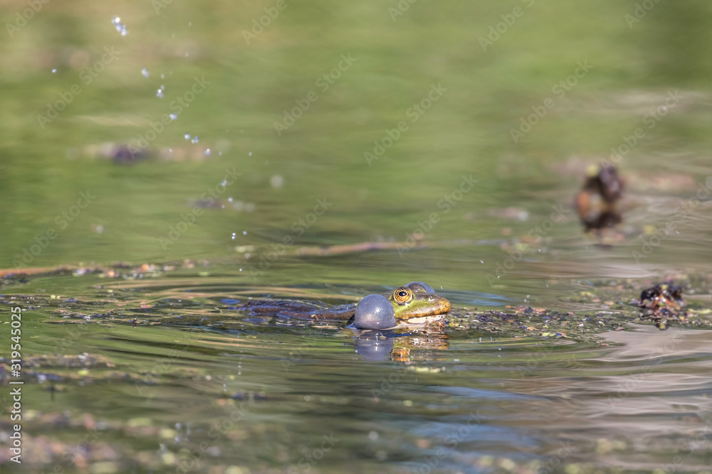 Green Marsh Frog croaking in the water. Pelophylax ridibundus. Marsh ...