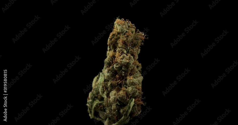 Close up of ripe, dried high quality cannabis marijuana flower bud ...