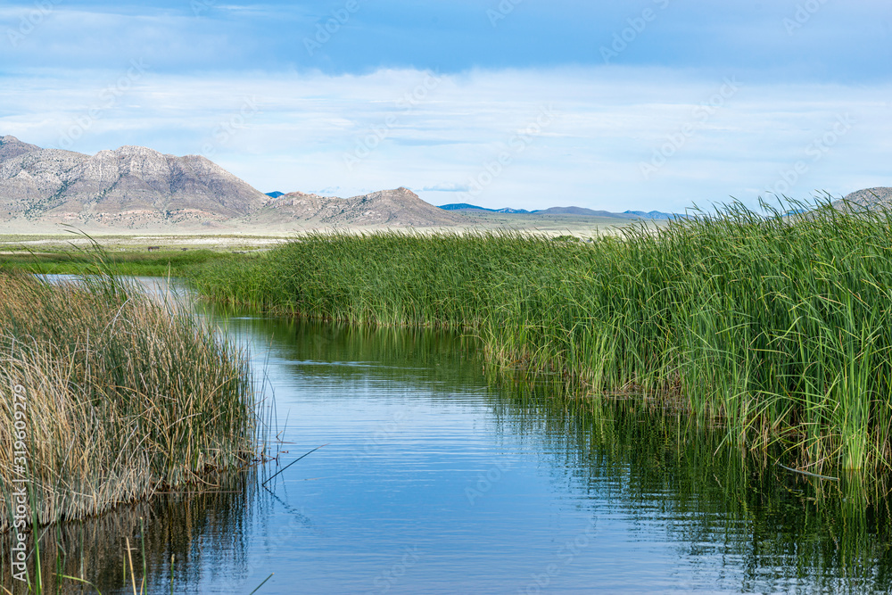 USA, Nevada, Nye County, Wayne E. Kirch Wildlife Management Area. Tule ...