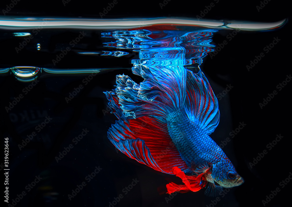 Close up of Blue Betta fish with open mouth in fish tank. Beautiful ...