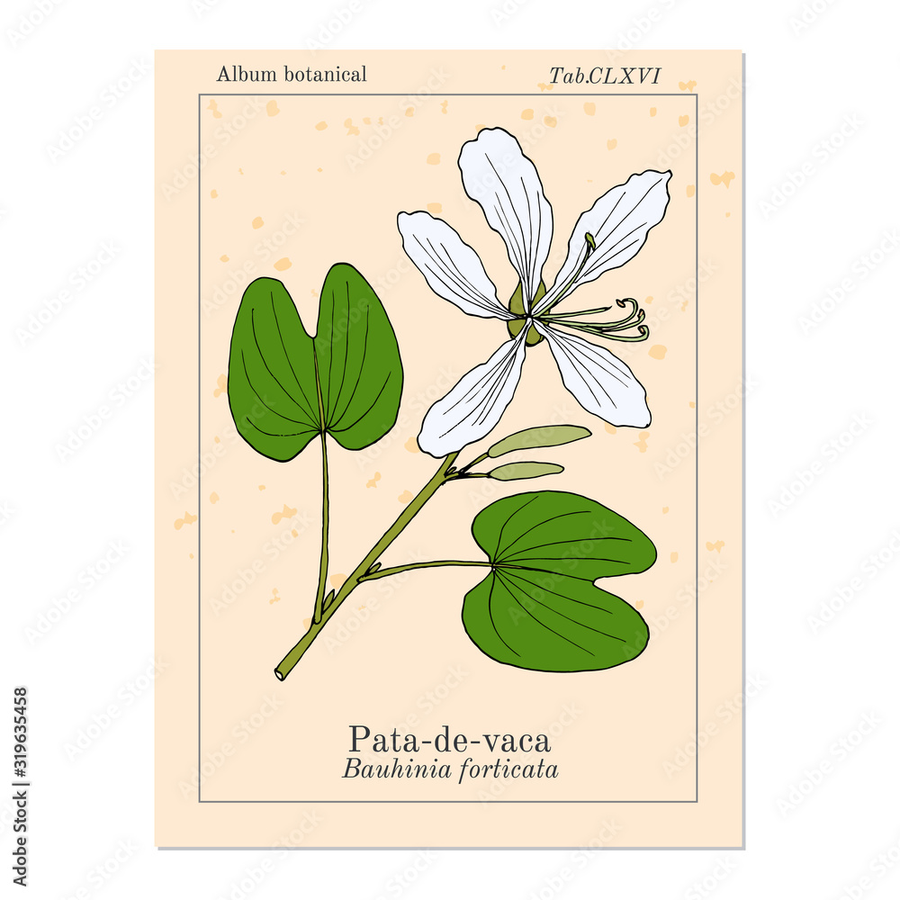 Brazilian orchid tree, or pata-de-vaca Bauhinia forficata , medicinal ...