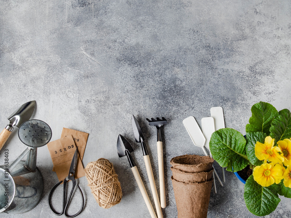 Border of flowers primroses and various garden tools on a gray ...