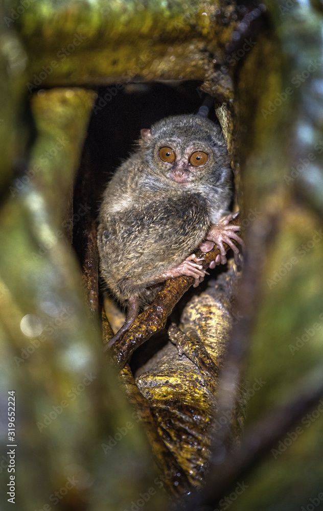The spectral tarsier on the tree. Scientific name: Tarsius spectrum ...