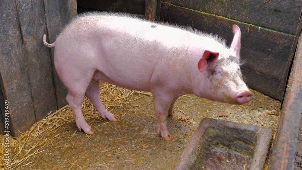 Cerdo rosa en su establo con grandes orejas oliendo con su hocico Stock ...