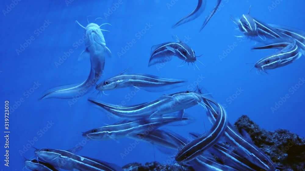 Eel catfish fishes (Plotosus anguillaris) as nature underwater sea life ...