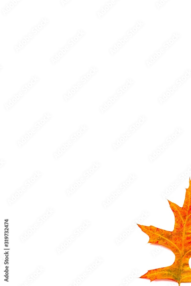 feuille arbre automne tableau planche support blanc minimalisme arrière ...