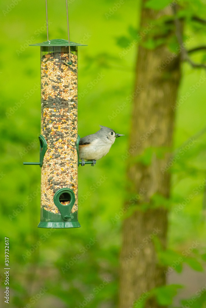 Poster Tufted titmouse bird sitting on bird feeder in forest – Wall Art ...