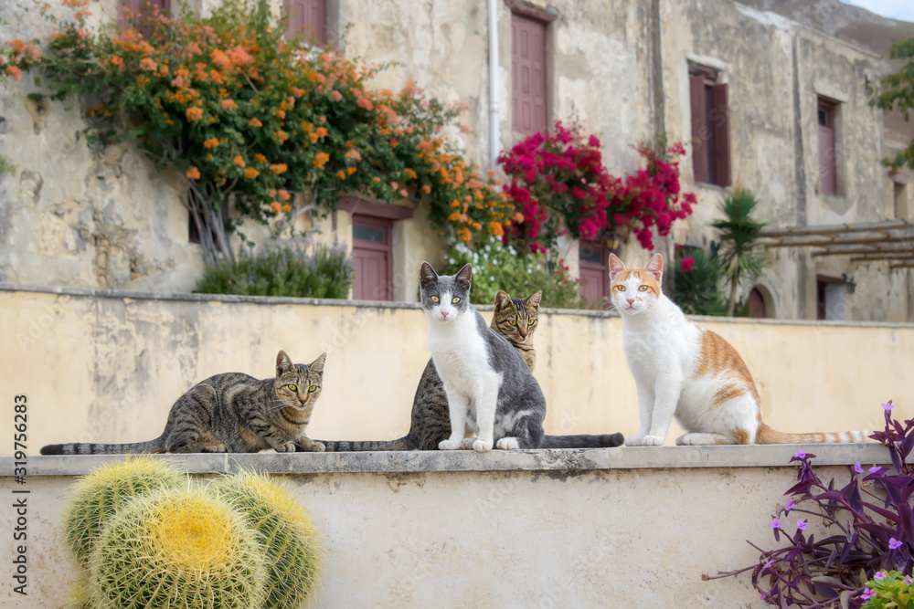 Four friendly cats with different coat colors sitting together on a ...
