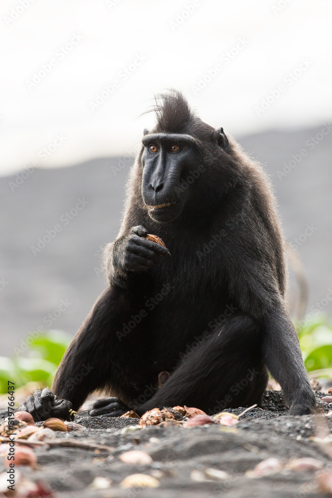 Beautiful Celebes crested macaque (Macaca nigra), aka the black ape, an ...